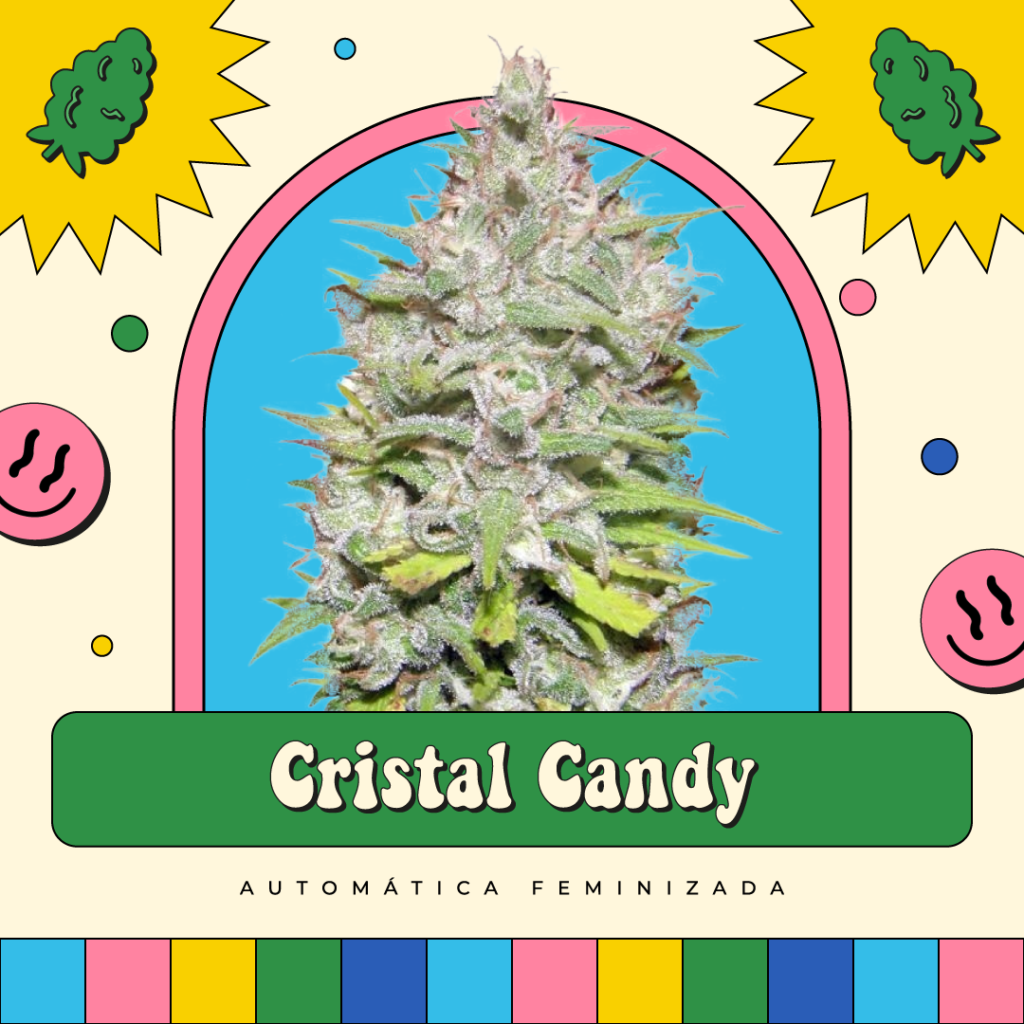 Cristal Candy – Automática – Dentista Seeds