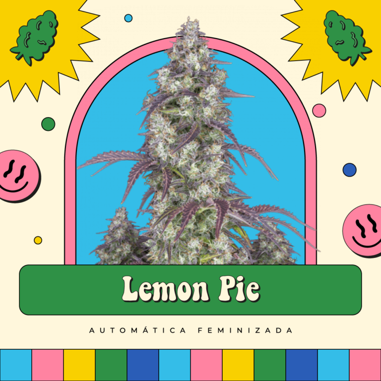 Lemon Pie – Automática – Dentista Seeds