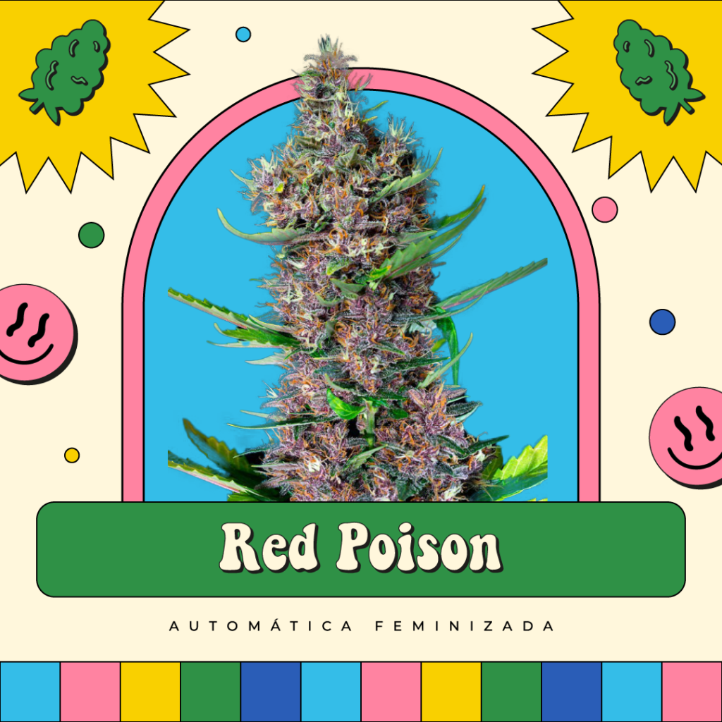 Red Poison – Automática – Dentista Seeds