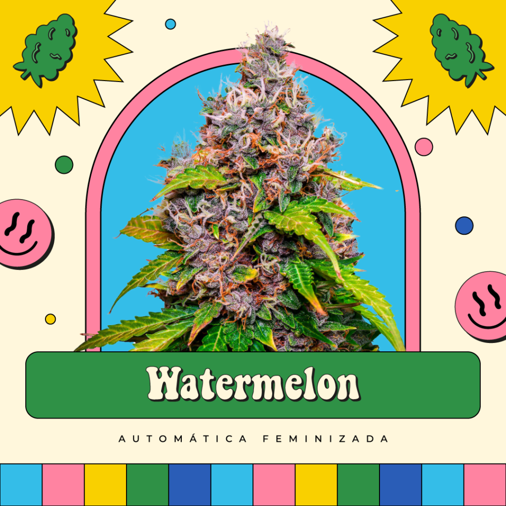 Watermelon – Automática – Dentista Seeds