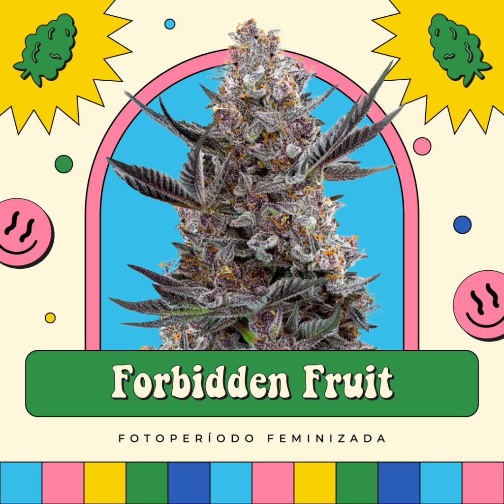 Forbidden Fruit – Fast Flowering – Fotoperíodo – Dentista Seeds